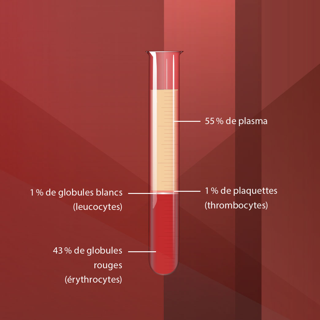 Don de sang et chaîne transfusionnelle - Visible | Swissmedic